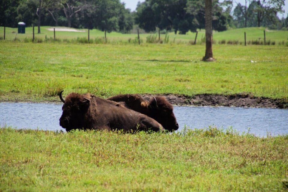 Westgate River Ranch Glamping Experience: Florida's Spectacular Dude ...
