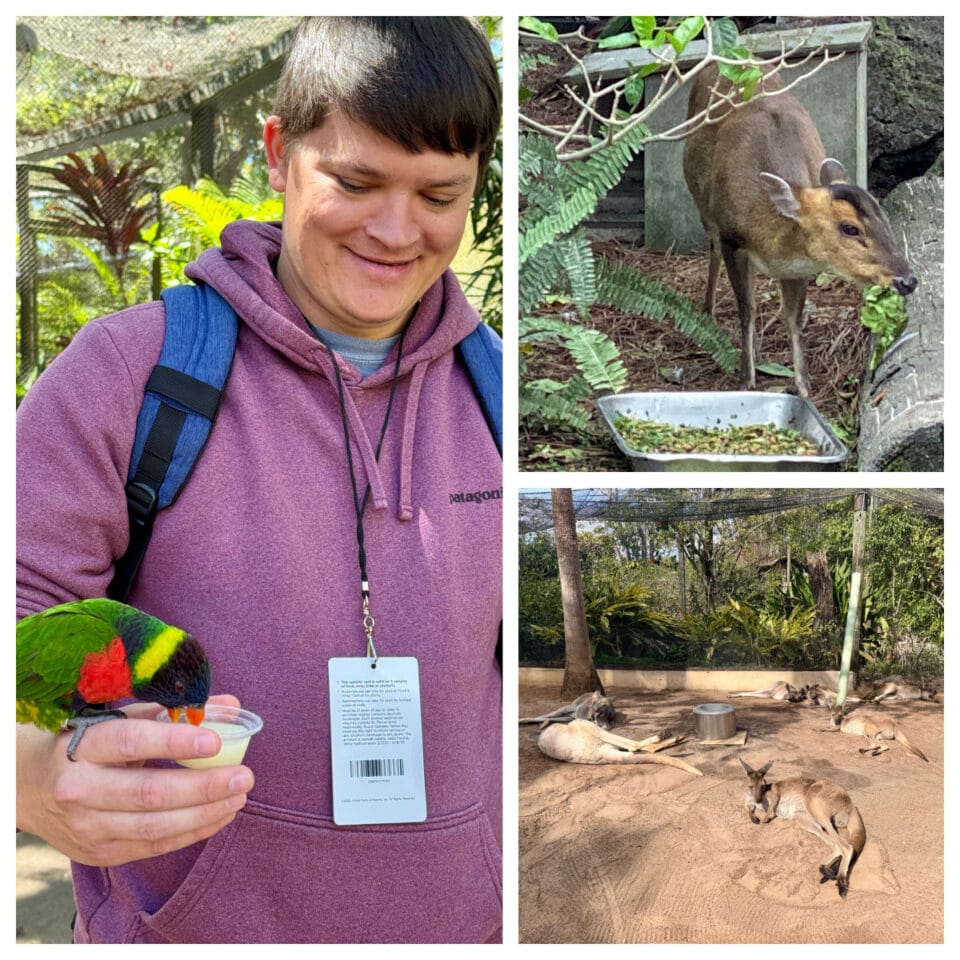 How To Visit Busch Gardens Tampa