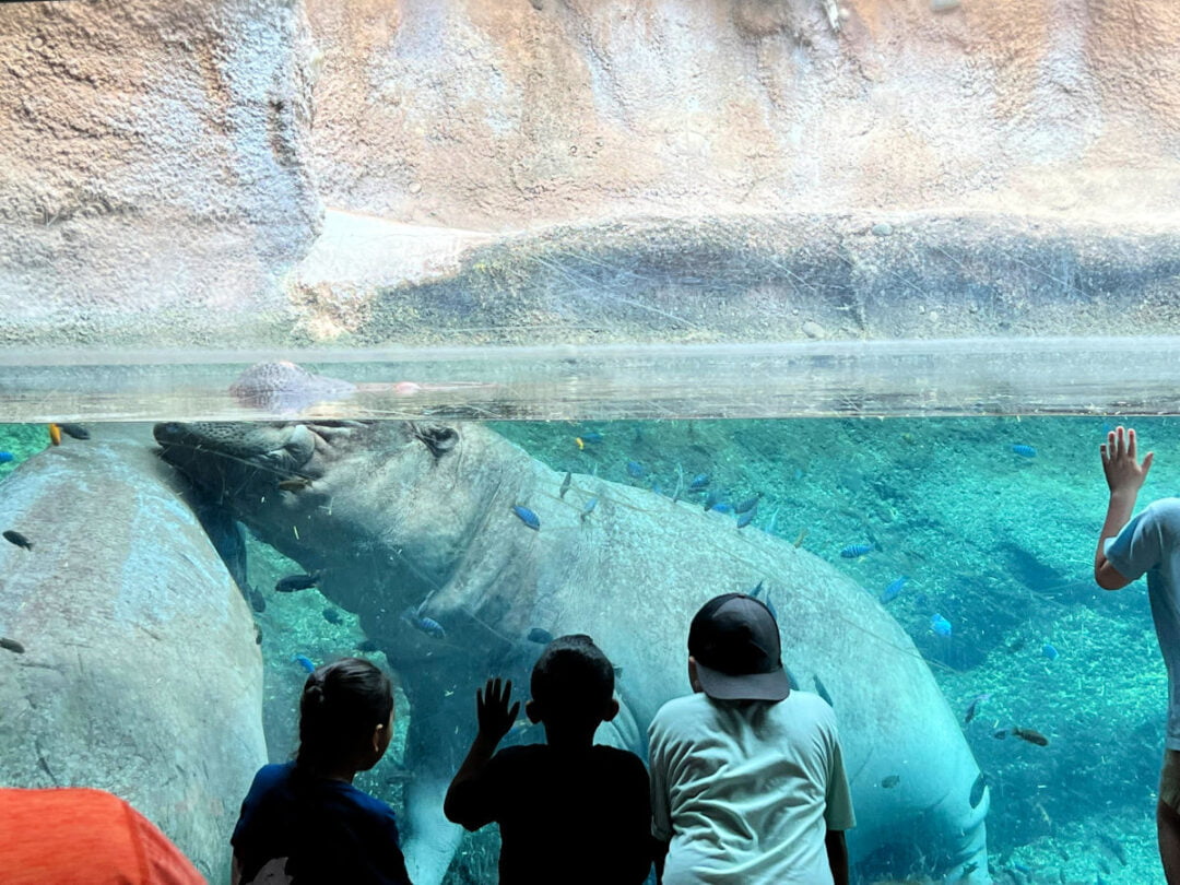 4 Family Friendly San Antonio Attractions - Wherever I May Roam ...