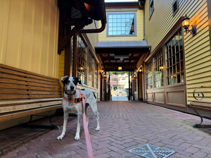 Massachusetts Dog Friendly Day Trips - Wherever I May Roam - Travel Blog