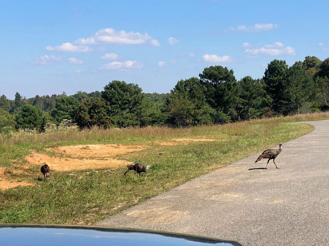 Land Between The Lakes National Recreation Area (Best Activities—2025 ...